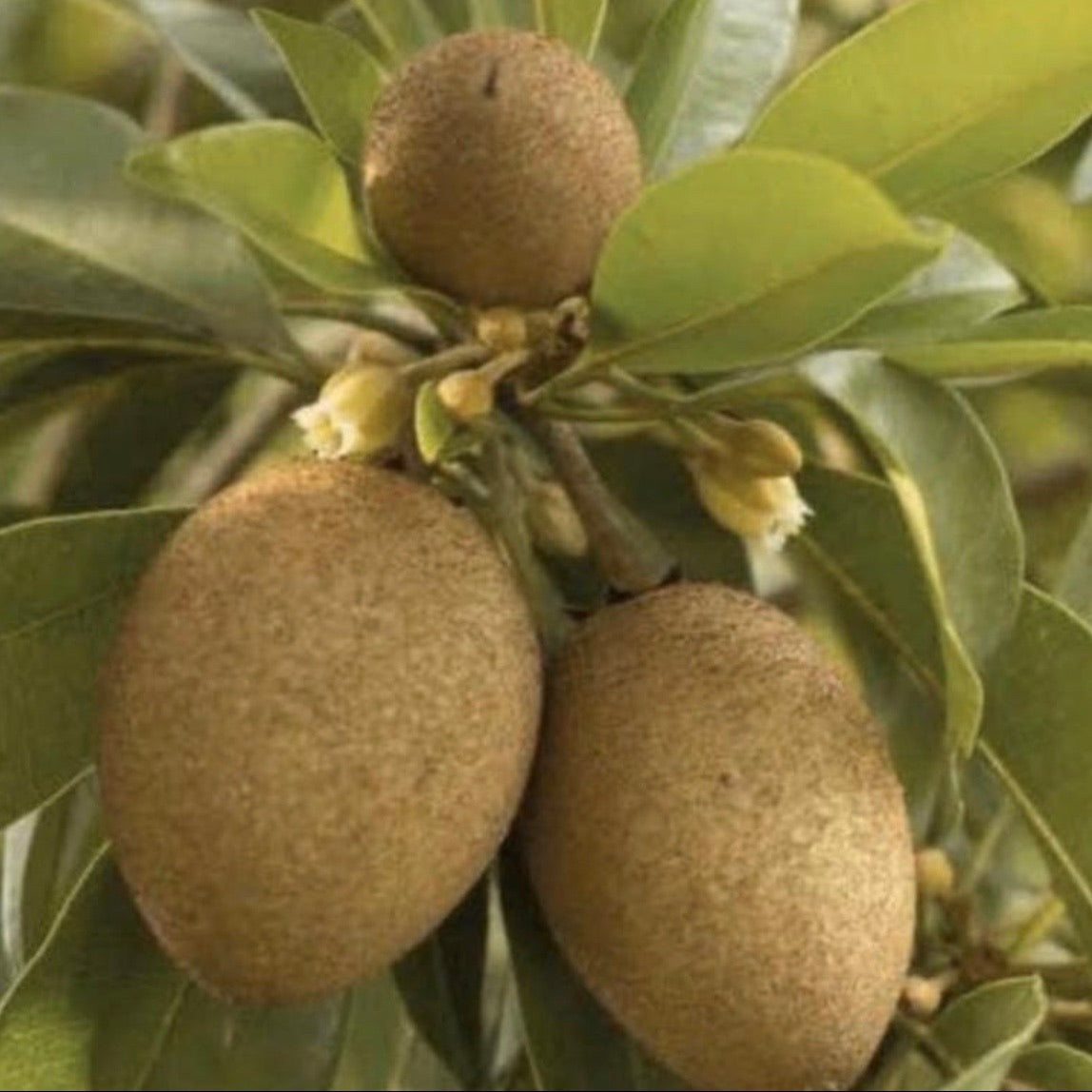 Asia, India and the Pacific Islands – Fruitopia Nursery
