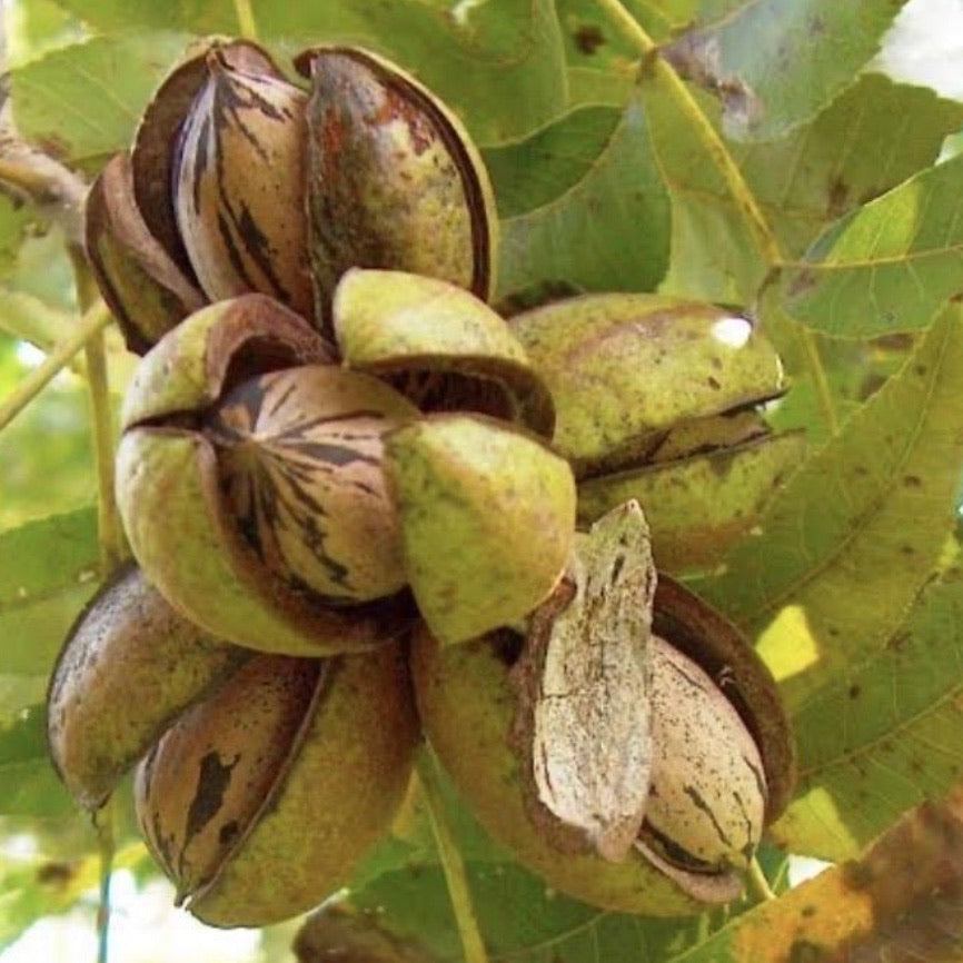 Nut Trees – Fruitopia Nursery