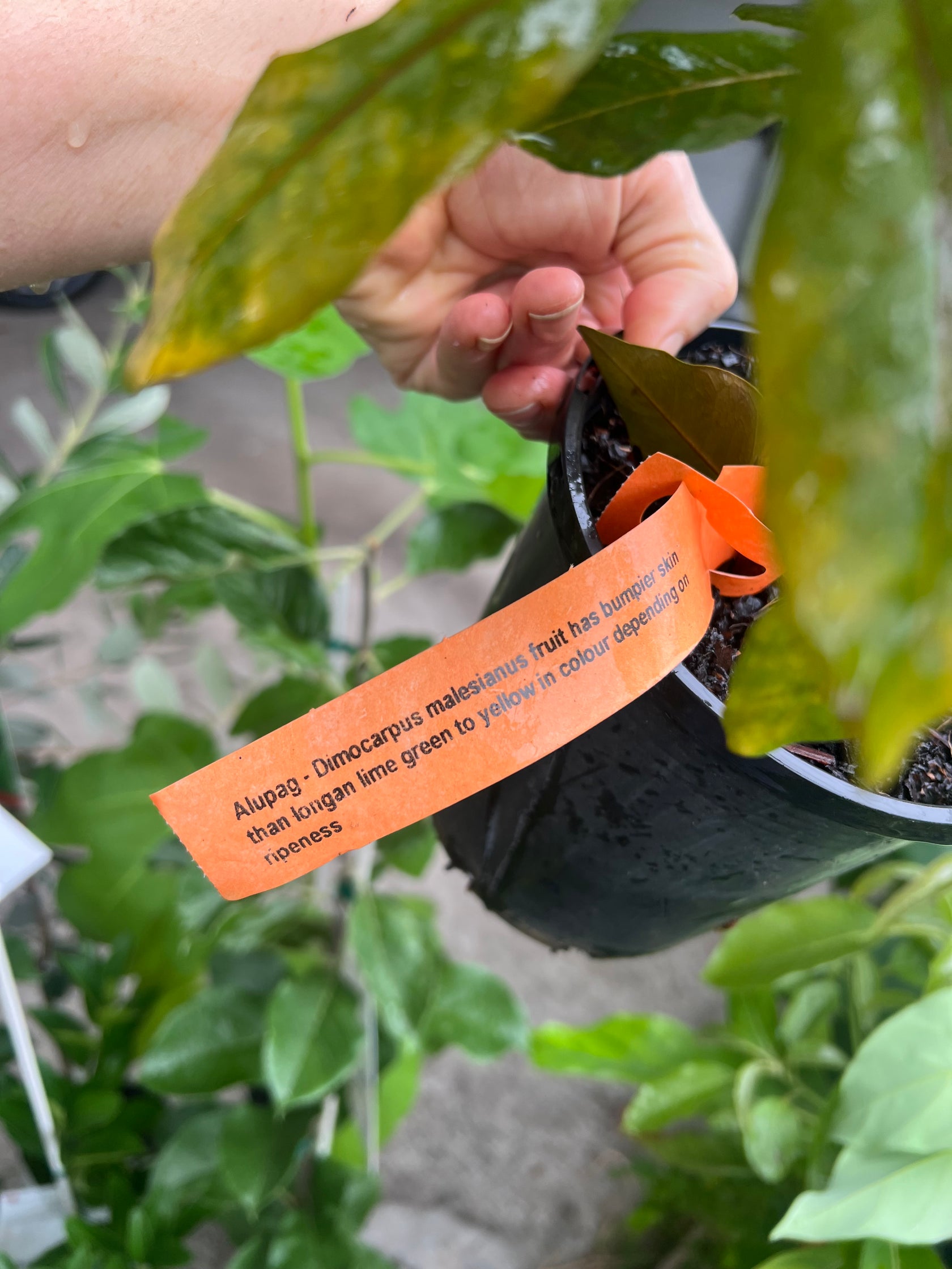 Alupag – Fruitopia Nursery