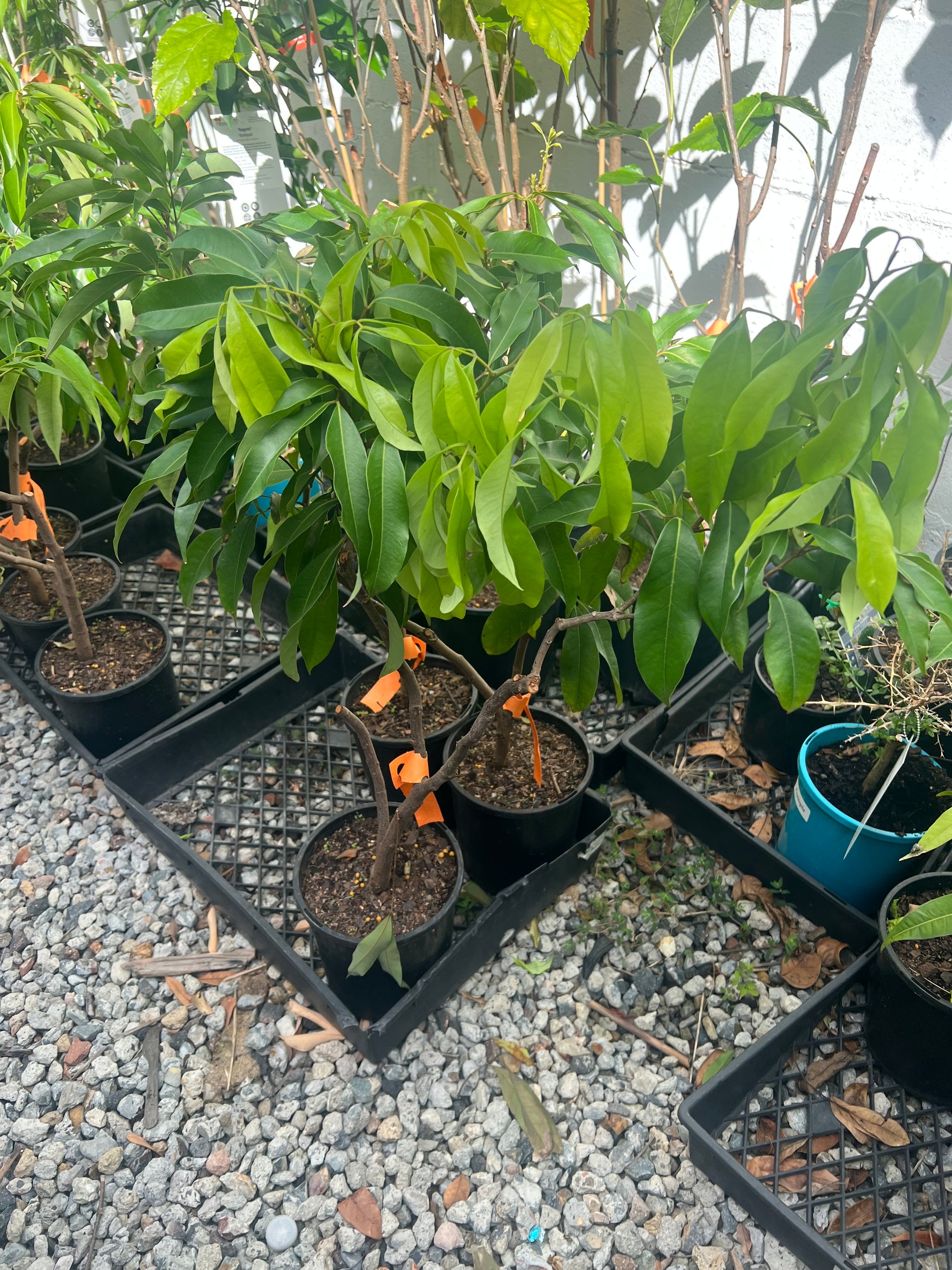 Seedless Lychee - Sue Lin San – Fruitopia Nursery