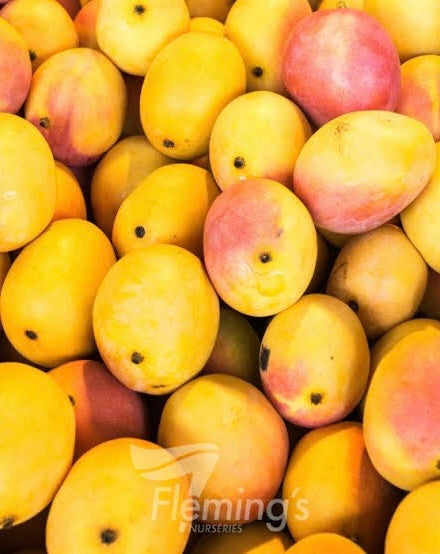 Dwarf Mango - Ono – Fruitopia Nursery