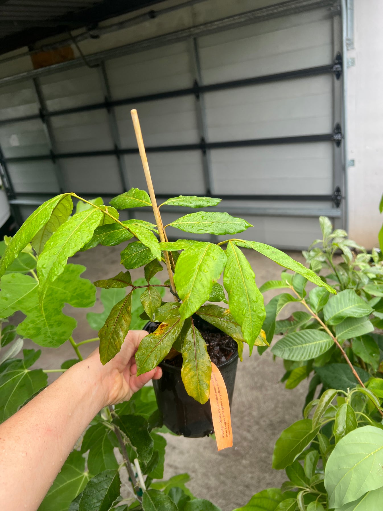 Alupag – Fruitopia Nursery