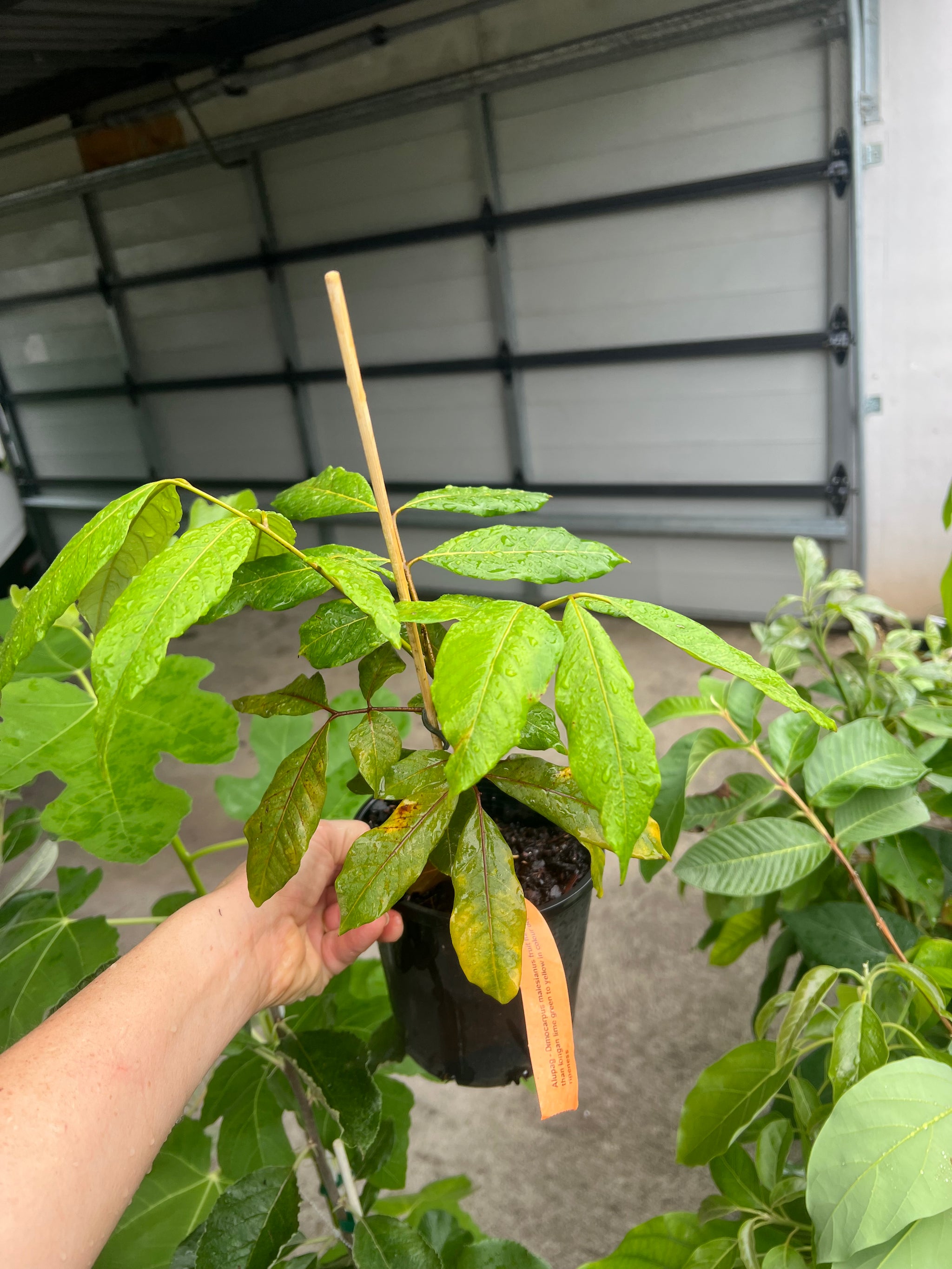 Alupag – Fruitopia Nursery