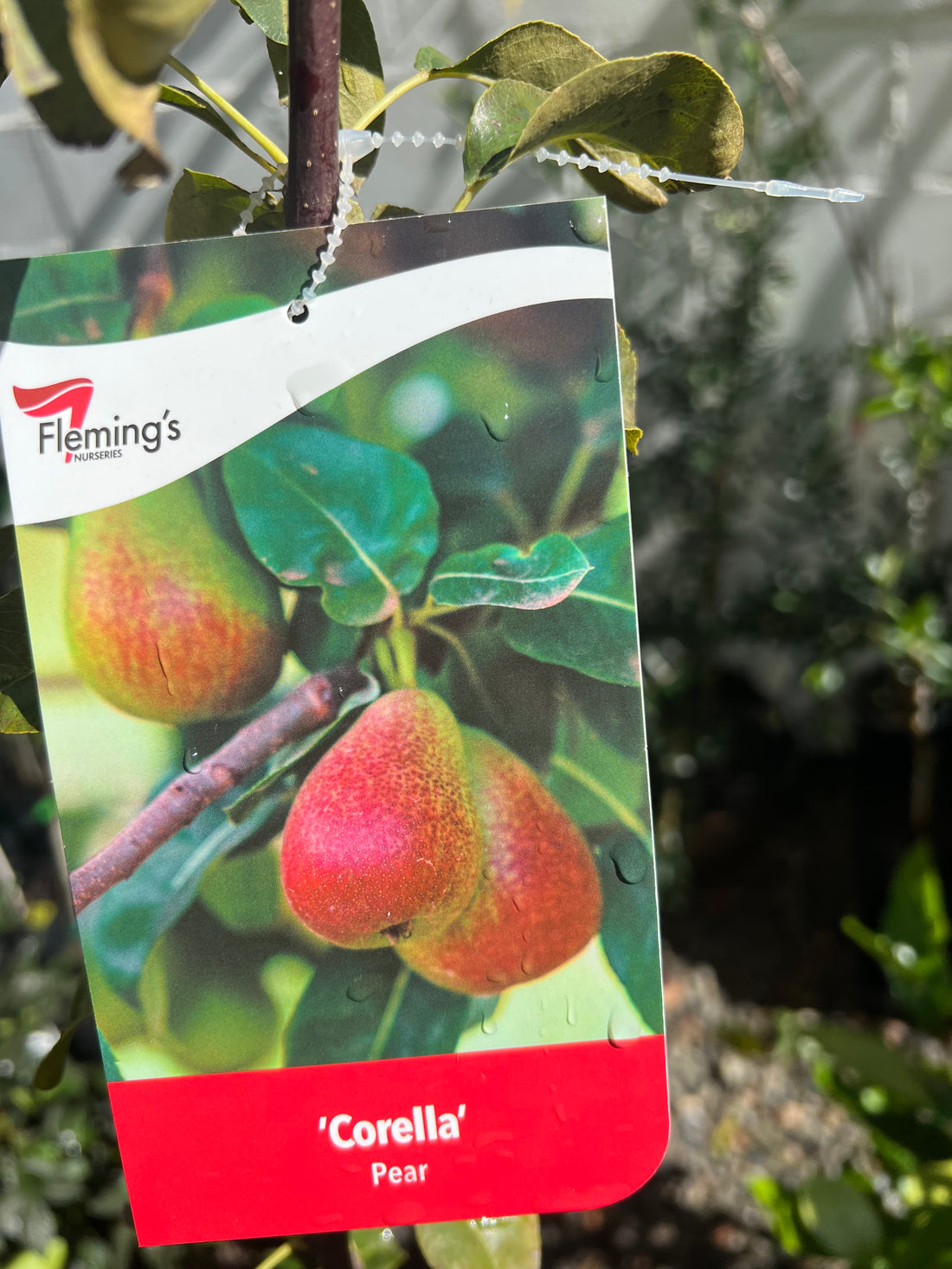 Pear - Corella – Fruitopia Nursery