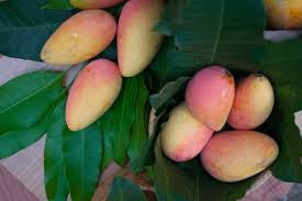 Mango - Zillate – Fruitopia Nursery