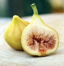 Fig - Gold – Fruitopia Nursery
