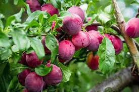 Plum - Gulf Ruby – Fruitopia Nursery