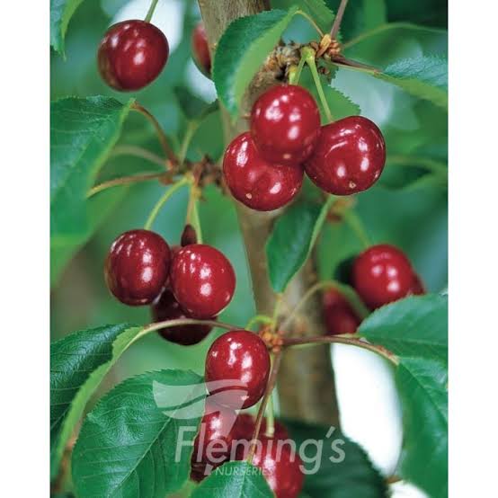 Cherry - Royal Lee – Fruitopia Nursery