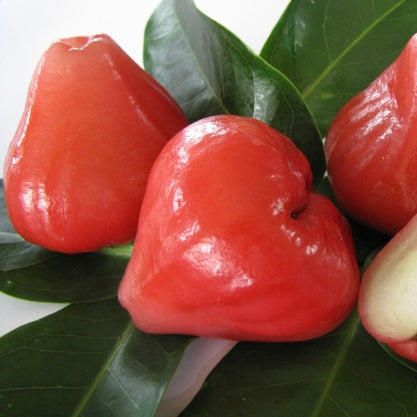 Wax Jambu - Red – Fruitopia Nursery