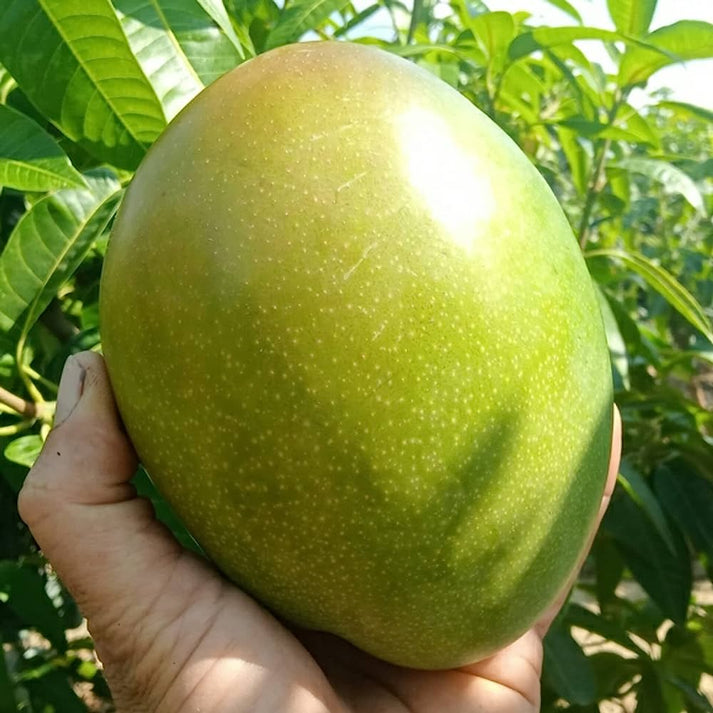 Mango - Beverly – Fruitopia Nursery