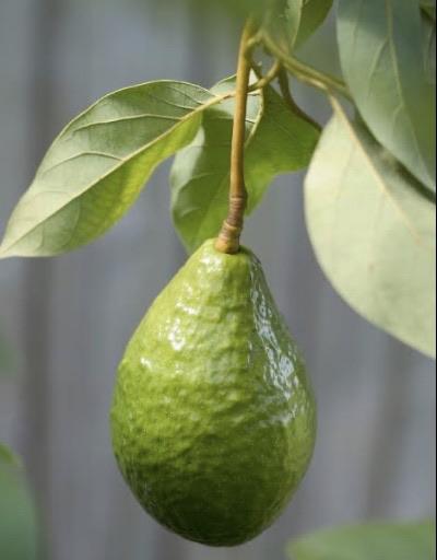 Dwarf Avocado - Shepard (Type B) – Fruitopia Nursery