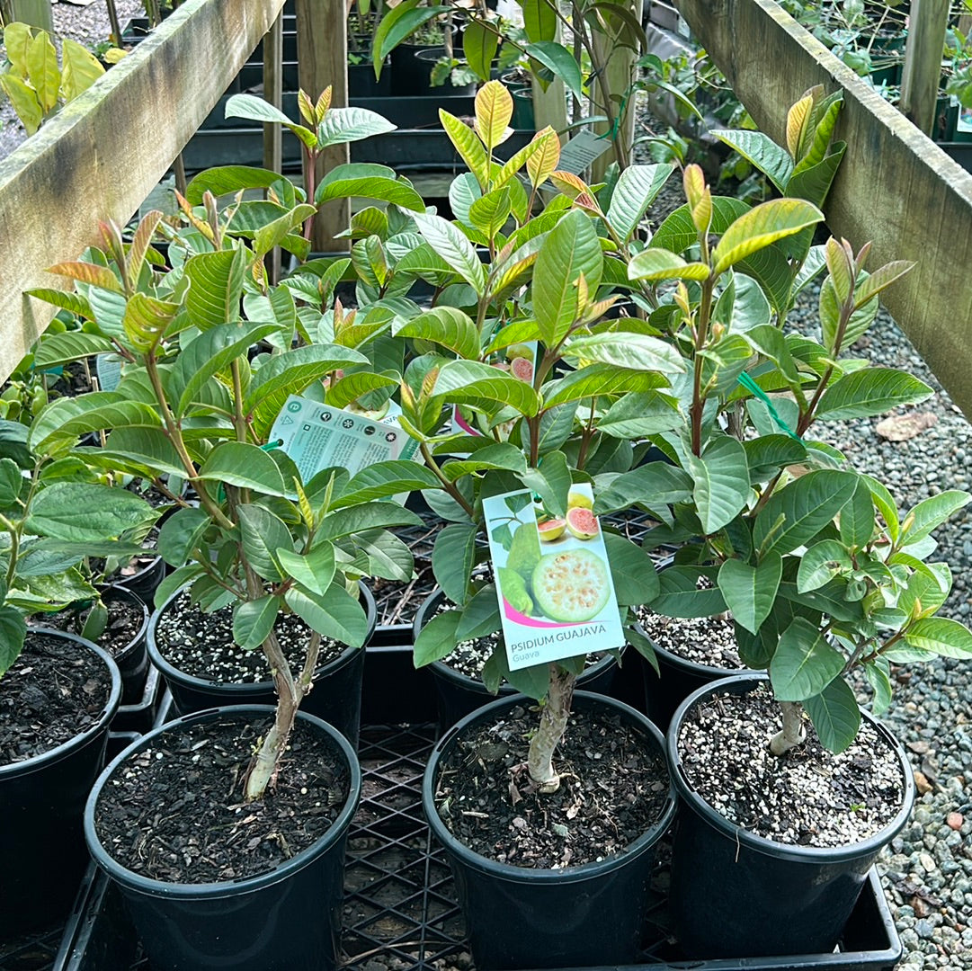 Guava - Hawaiian – Fruitopia Nursery