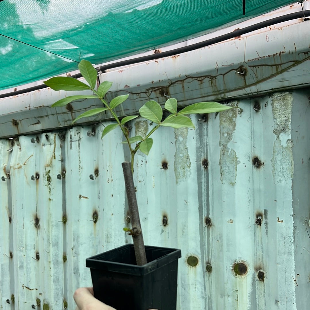 Ice Cream Bean Tree – Fruitopia Nursery