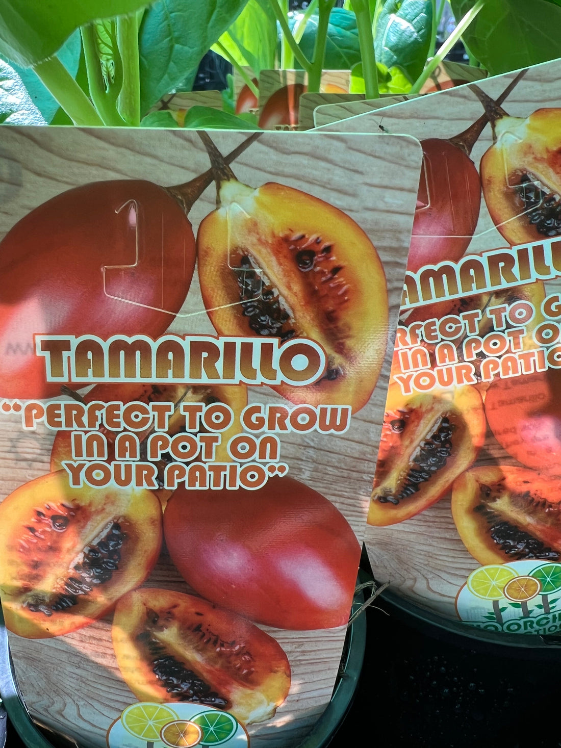 Tamarillo - Red Advanced – Fruitopia Nursery