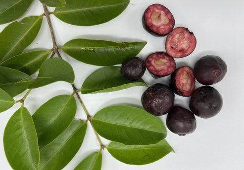 Guava - Purple – Fruitopia Nursery