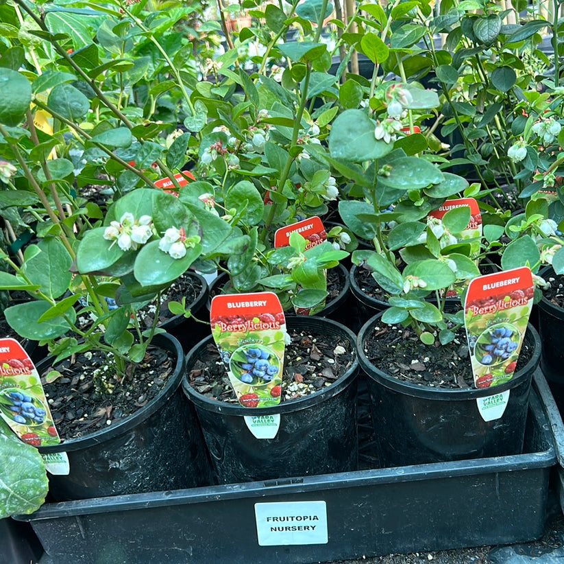 Blueberry - Sharpblue – Fruitopia Nursery