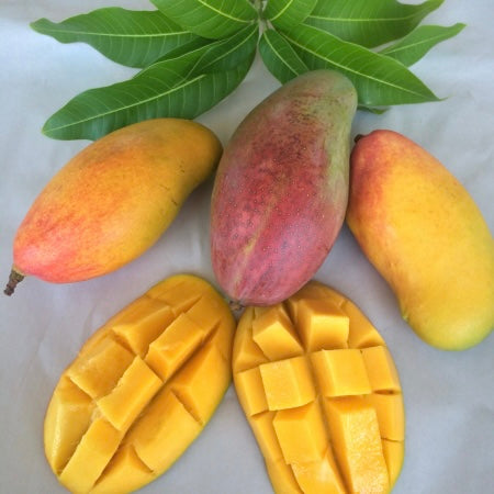 Mango - Valencia Pride – Fruitopia Nursery