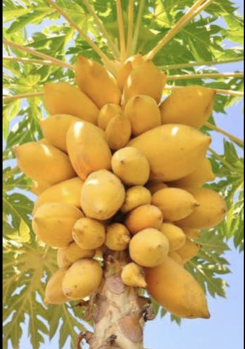 Yellow Paw Paw - Self Pollinating RESTRICTED TO SOUTH EAST QLD ...