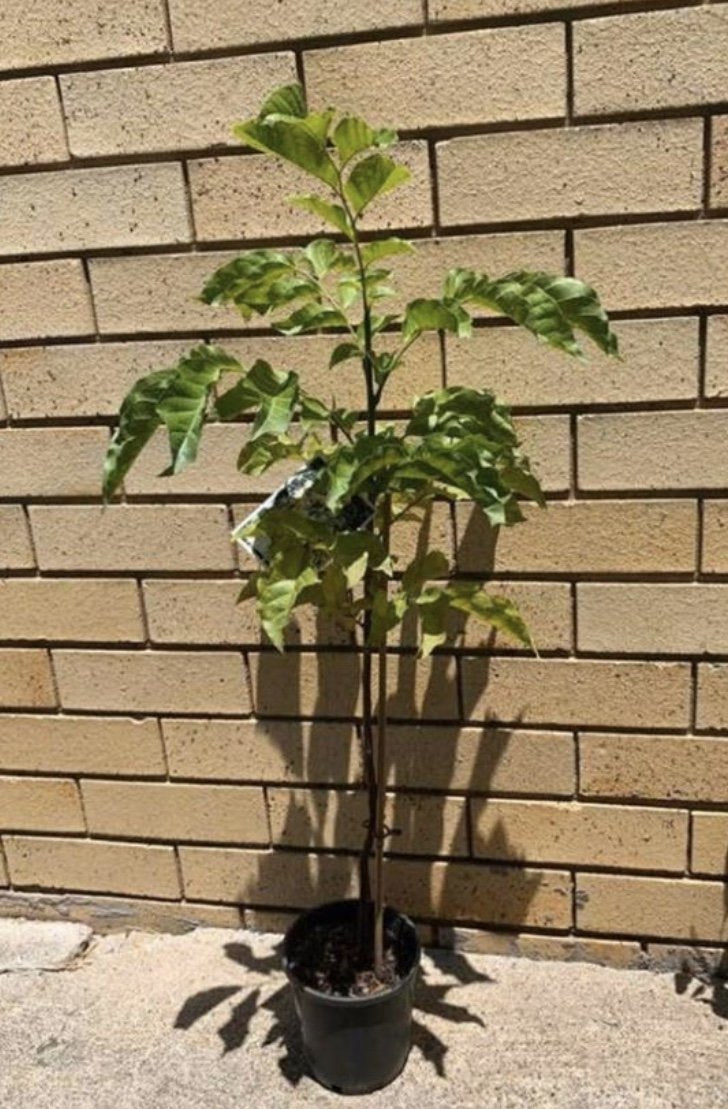 Wampee – Fruitopia Nursery