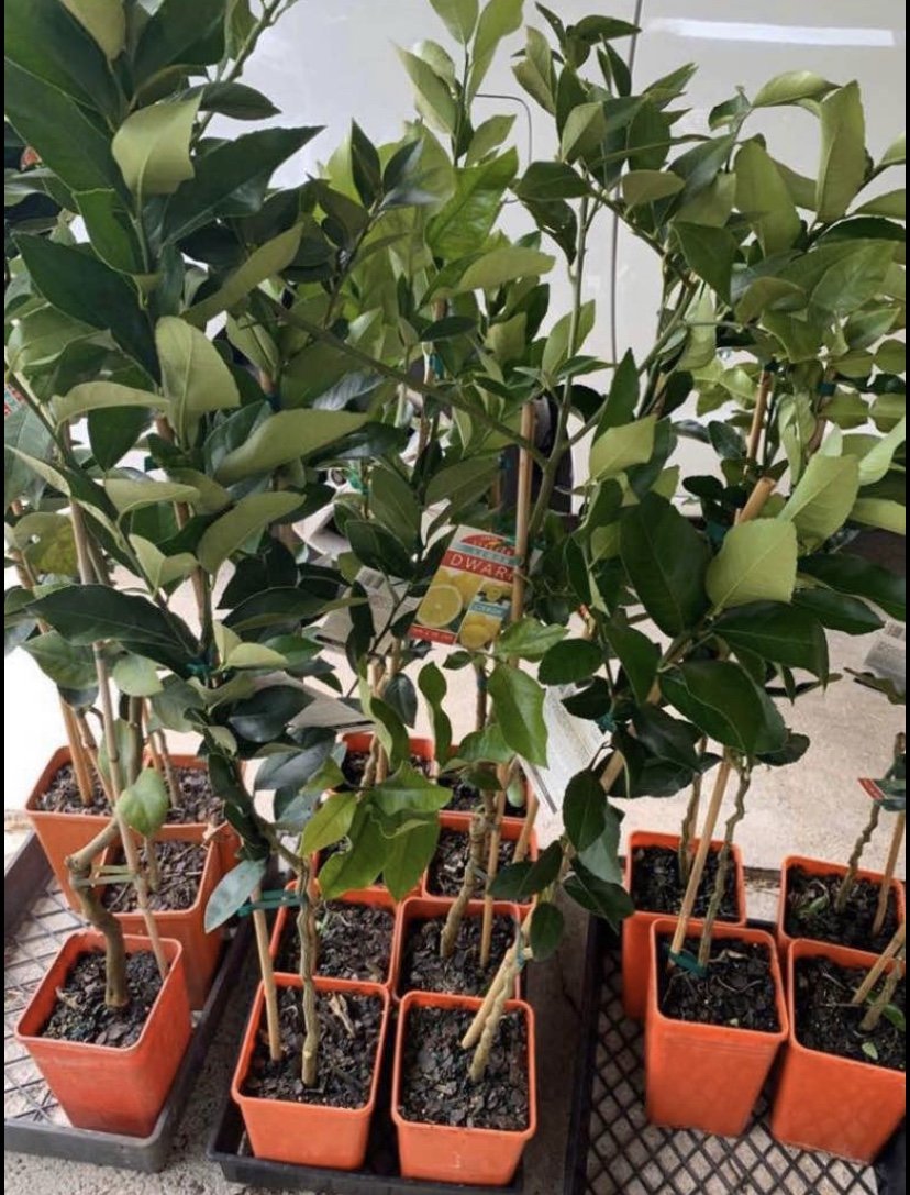 Dwarf Lemon - Lisbon: RESTRICTED TO QLD – Fruitopia Nursery