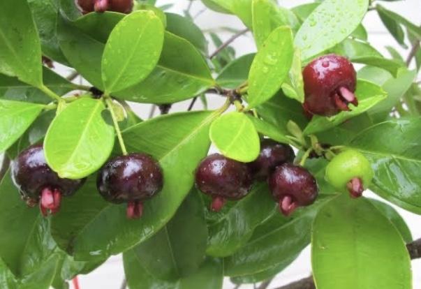 Grumichama – Fruitopia Nursery