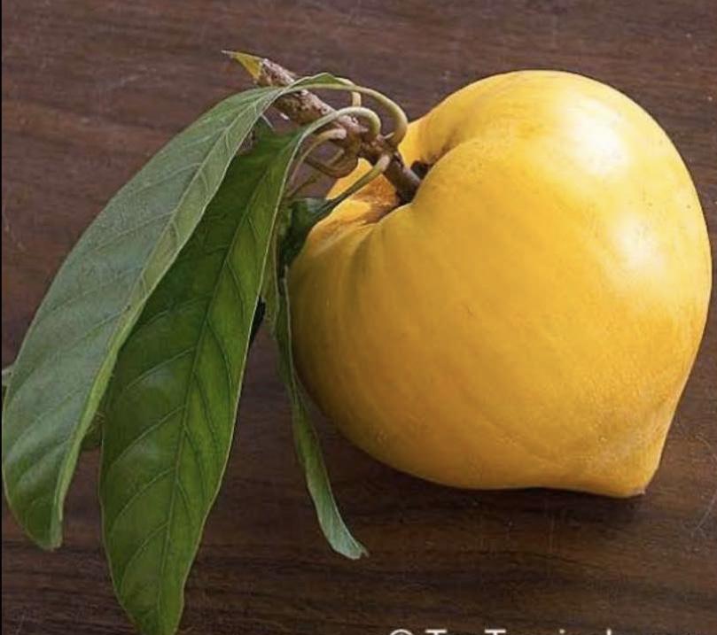 Egg Fruit Tree / Yellow Sapote / Canistel – Fruitopia Nursery