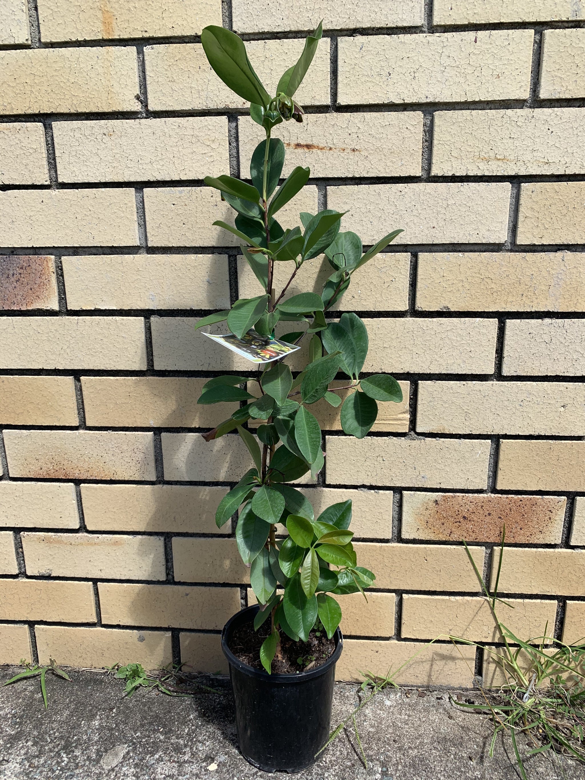 Grumichama – Fruitopia Nursery