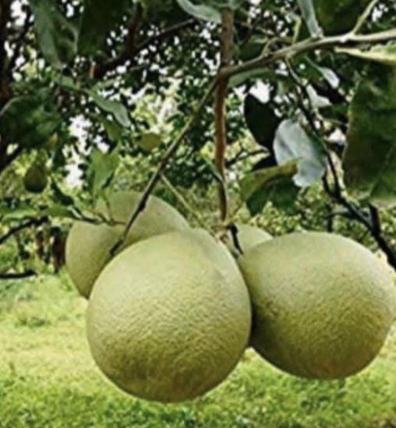 Pomelo - Nam Roi QLD ONLY – Fruitopia Nursery