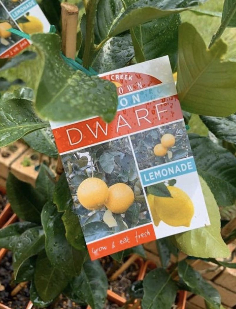 Dwarf Lemonade Tree: RESTRICTED TO QLD – Fruitopia Nursery