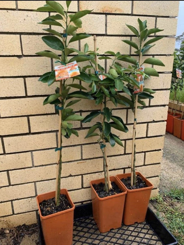 Orange - Blood Aussie Sunset QLD ONLY – Fruitopia Nursery