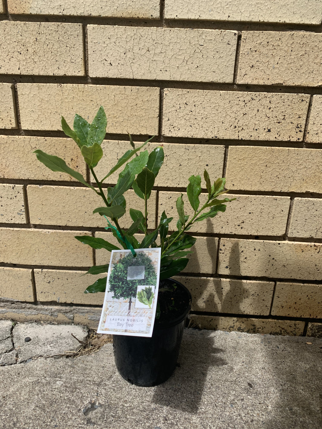 Buy Fruit Trees Online – Fruitopia Nursery