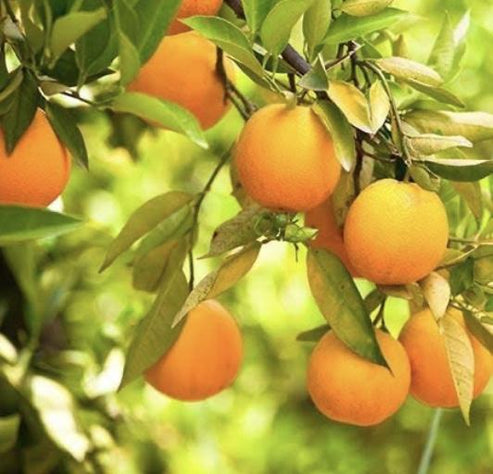 Dwarf Orange - Navelina: RESTRICTED TO QLD – Fruitopia Nursery