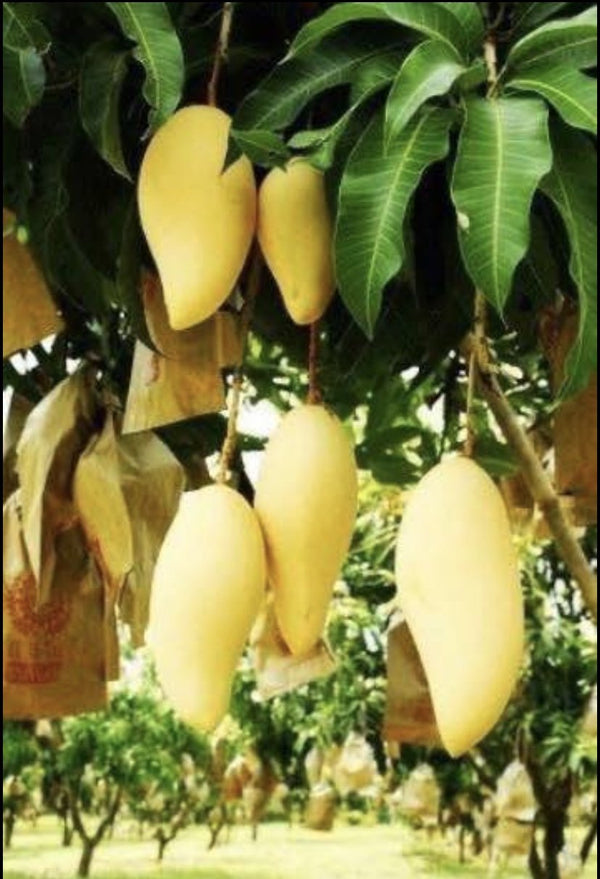 Mango - Nam Doc Mai – Fruitopia Nursery