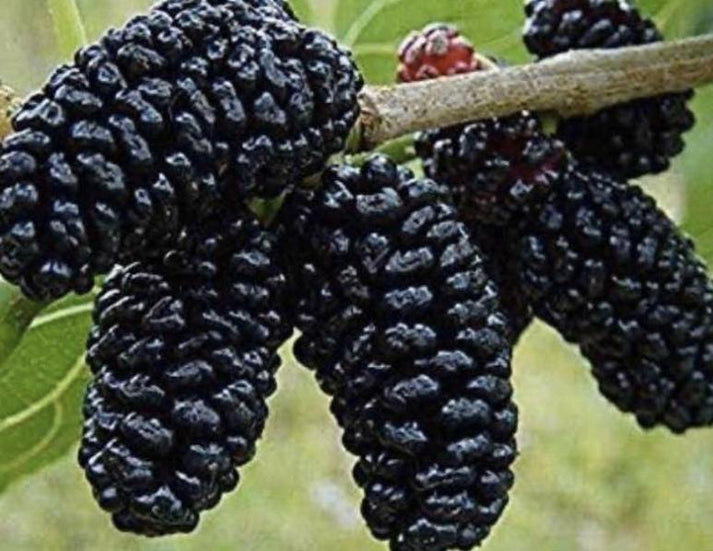Dwarf Mulberry - Black SMALL – Fruitopia Nursery