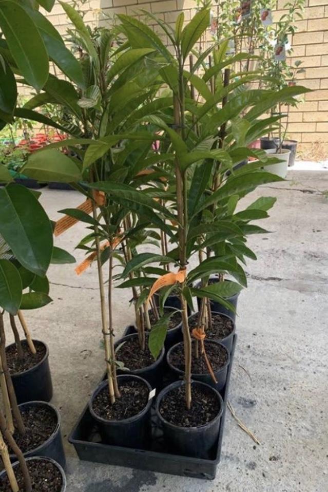 Egg Fruit Tree / Yellow Sapote / Canistel – Fruitopia Nursery