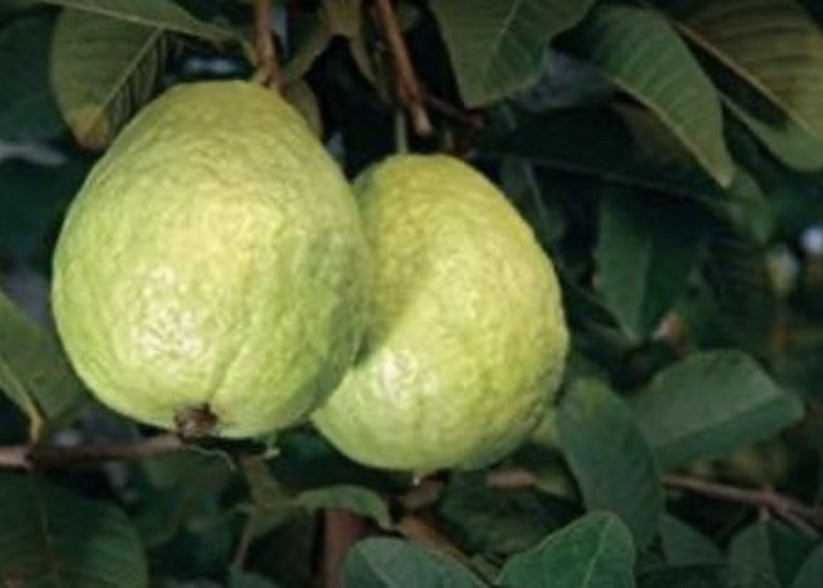 Guava - Thai / Indian – Fruitopia Nursery