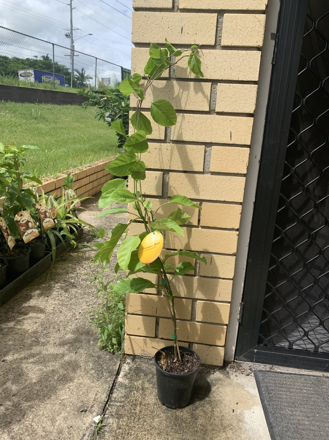 Passionfruit - Panama Red – Fruitopia Nursery