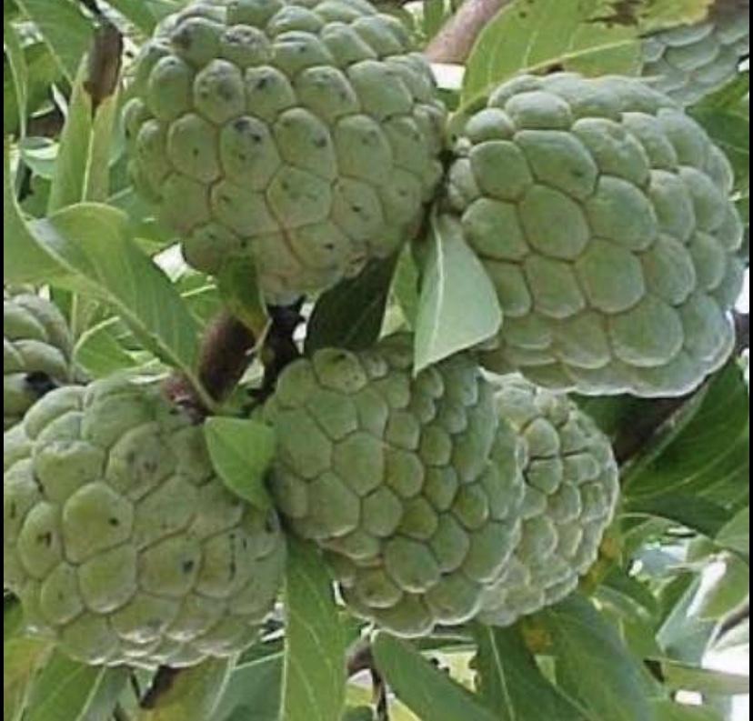 Sugar Apple – Fruitopia Nursery