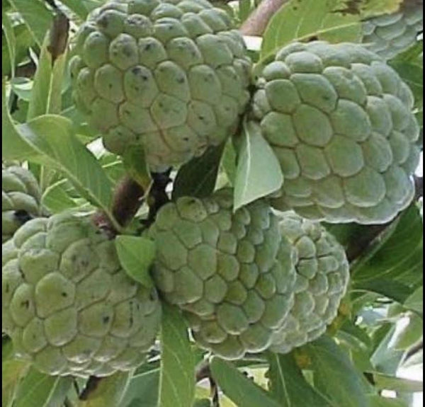 Sugar Apple – Fruitopia Nursery
