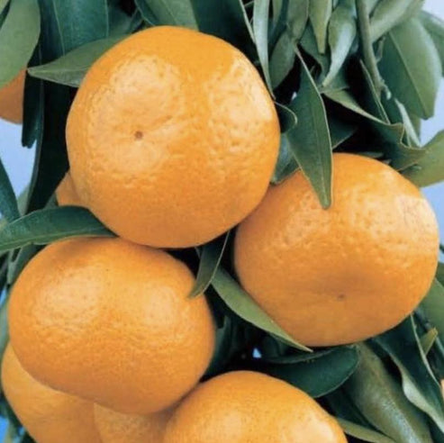 Dwarf Mandarin - Ellendale: RESTRICTED TO QLD – Fruitopia Nursery