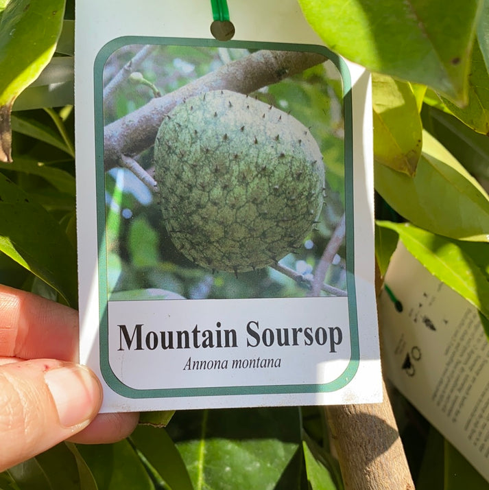Mountain Soursop – Fruitopia Nursery