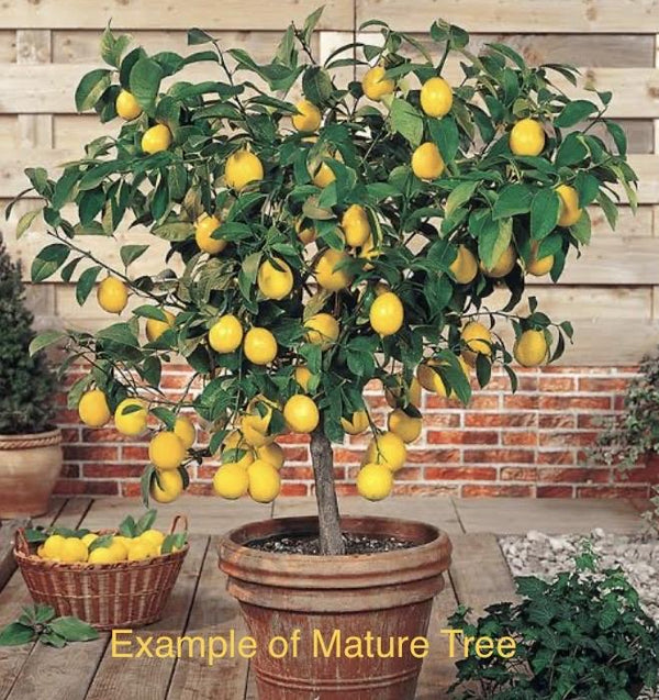 Lemon - Super Dwarf RESTRICTED TO QLD – Fruitopia Nursery