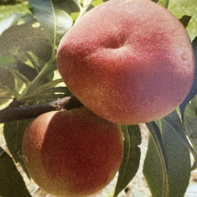 Peach - Tropic Beauty – Fruitopia Nursery