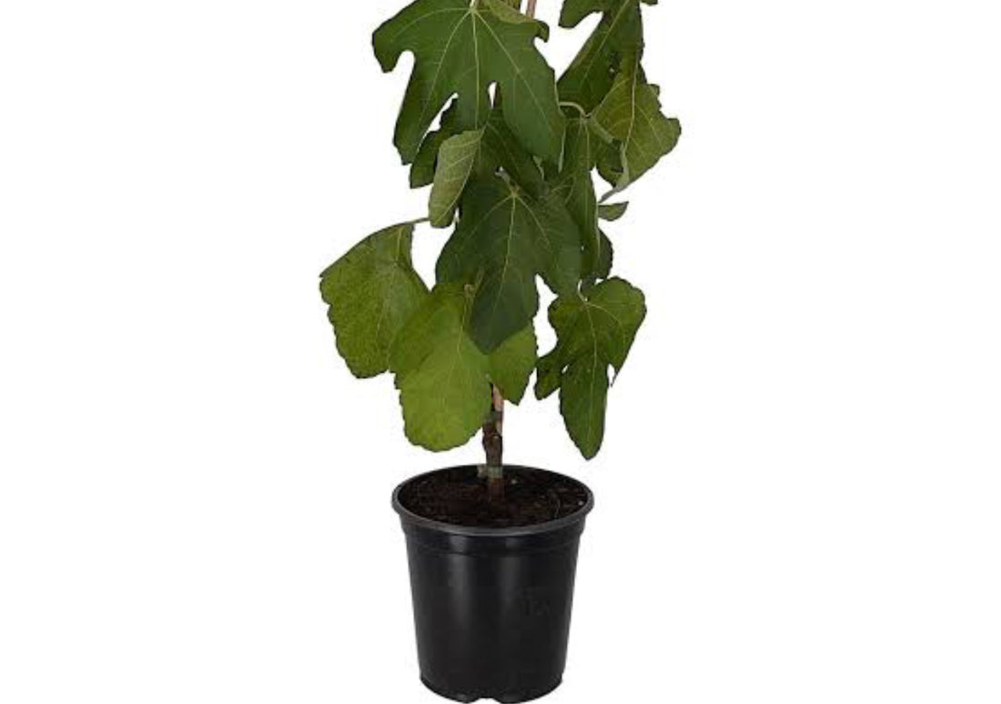 Fig - Black Genoa (Medium) – Fruitopia Nursery