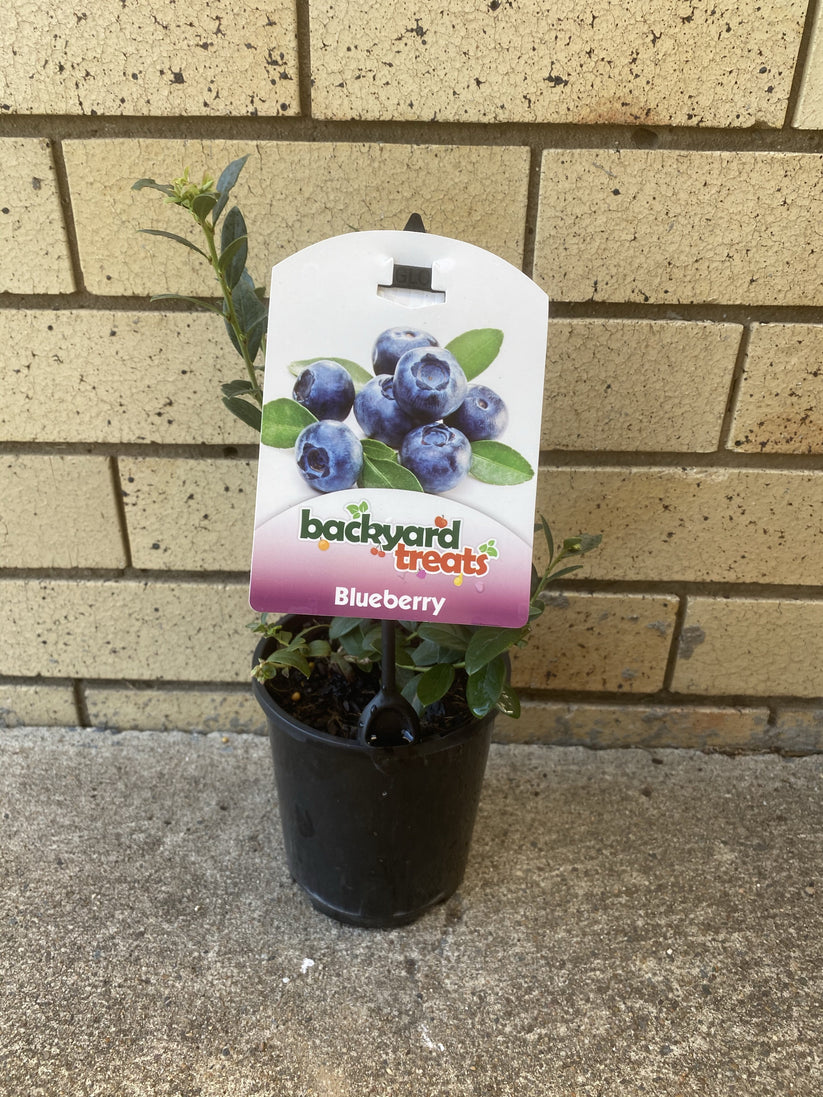 Blueberry- Sunshine Blue – Fruitopia Nursery