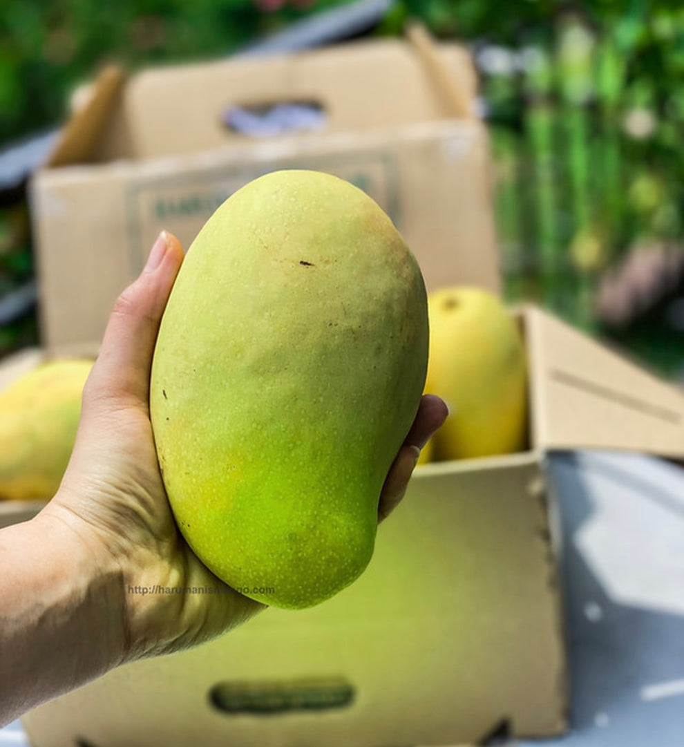 Mango - Harumanis – Fruitopia Nursery