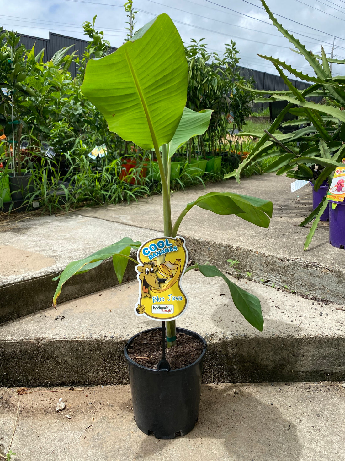Banana - Blue Java: RESTRICTED TO S.E. QLD – Fruitopia Nursery