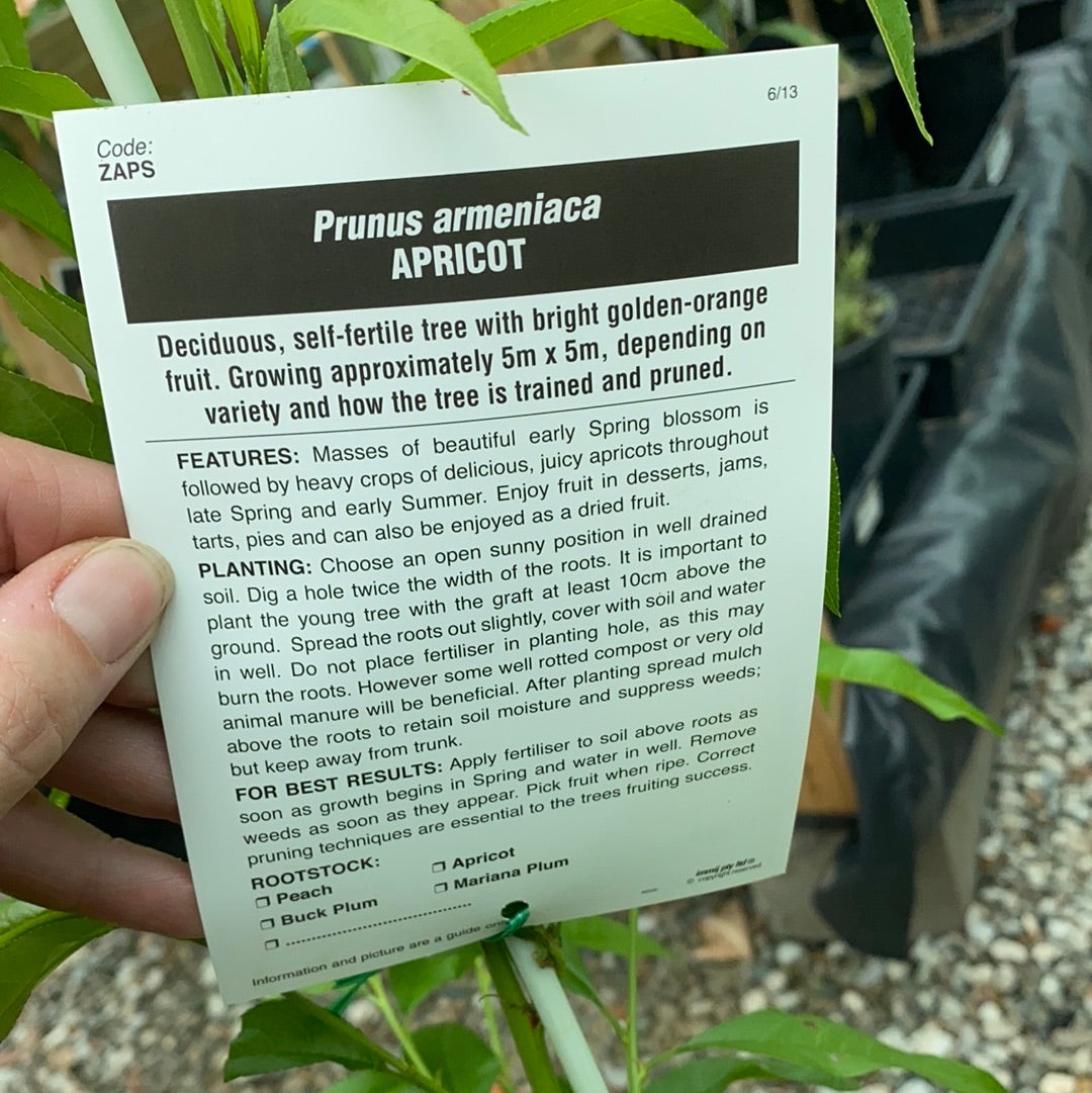 Peachcot – Fruitopia Nursery