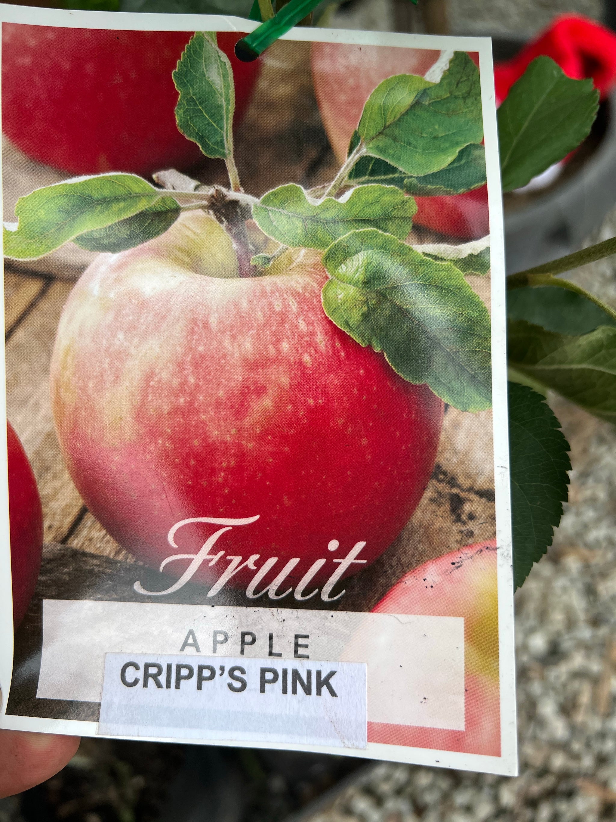 Apple - Pink Lady / Cripps Pink – Fruitopia Nursery