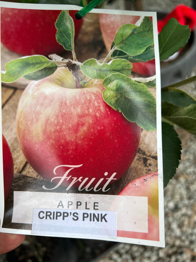 Apple - Pink Lady / Cripps Pink – Fruitopia Nursery